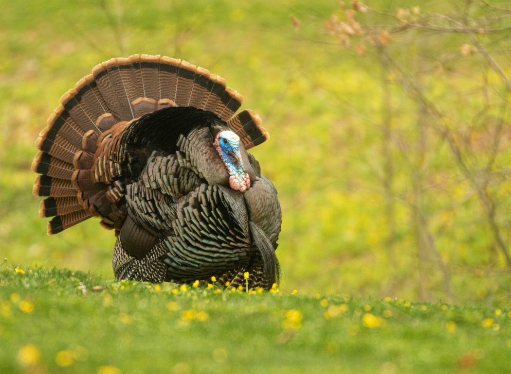 The Legacy of the Wild Turkey Remains Strong. | Benelli Shotguns and Rifles
