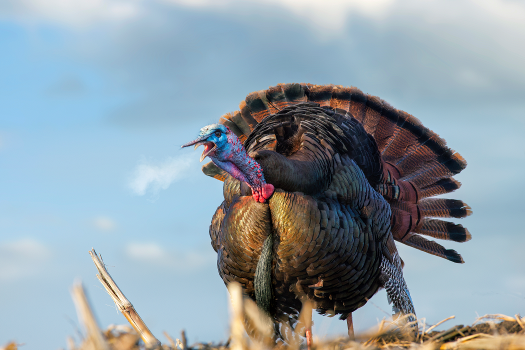 The Legacy of the Wild Turkey Remains Strong. | Benelli Shotguns and Rifles